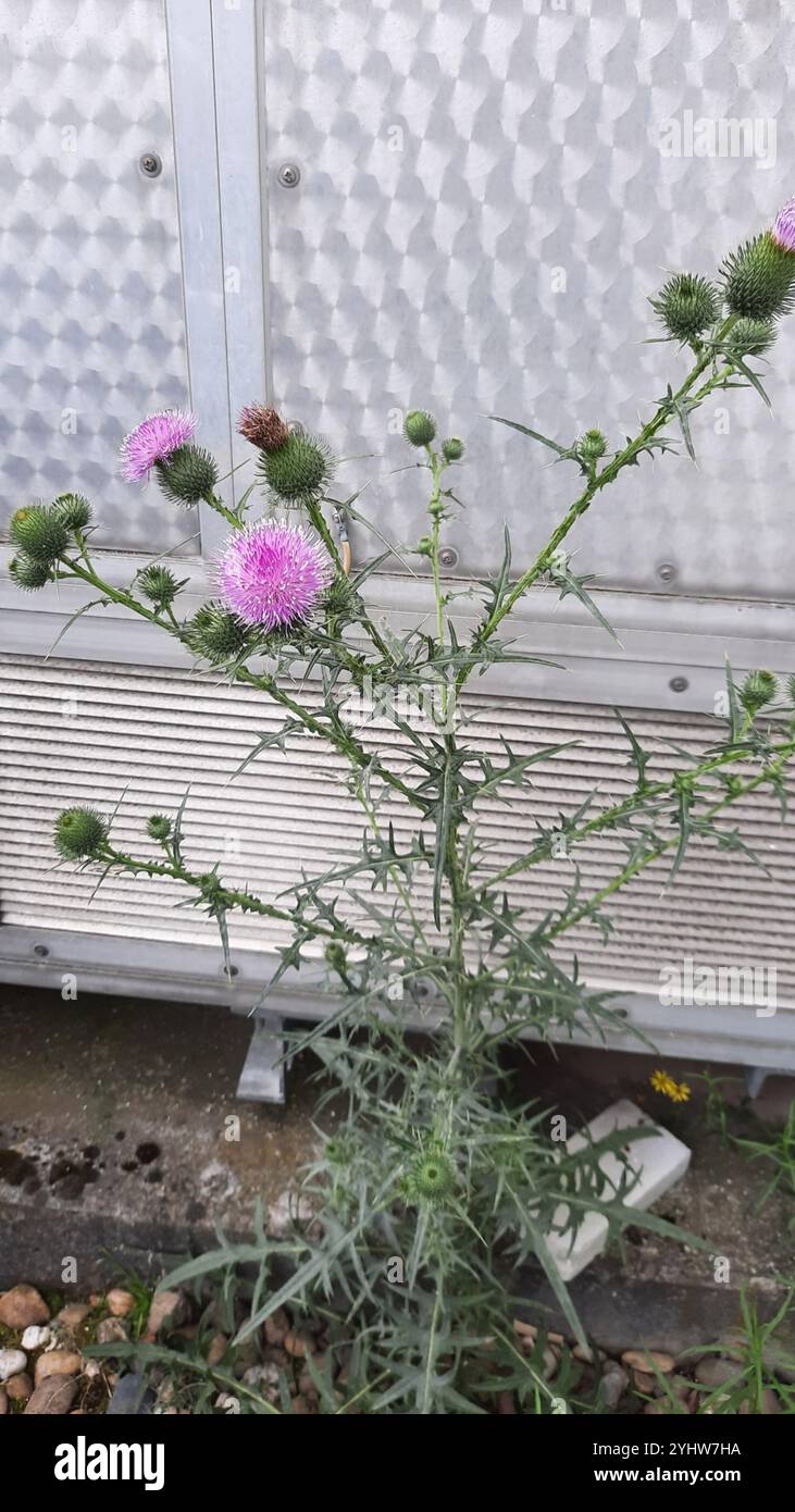 Bull Thistle (Cirsium vulgare Stock Photo - Alamy