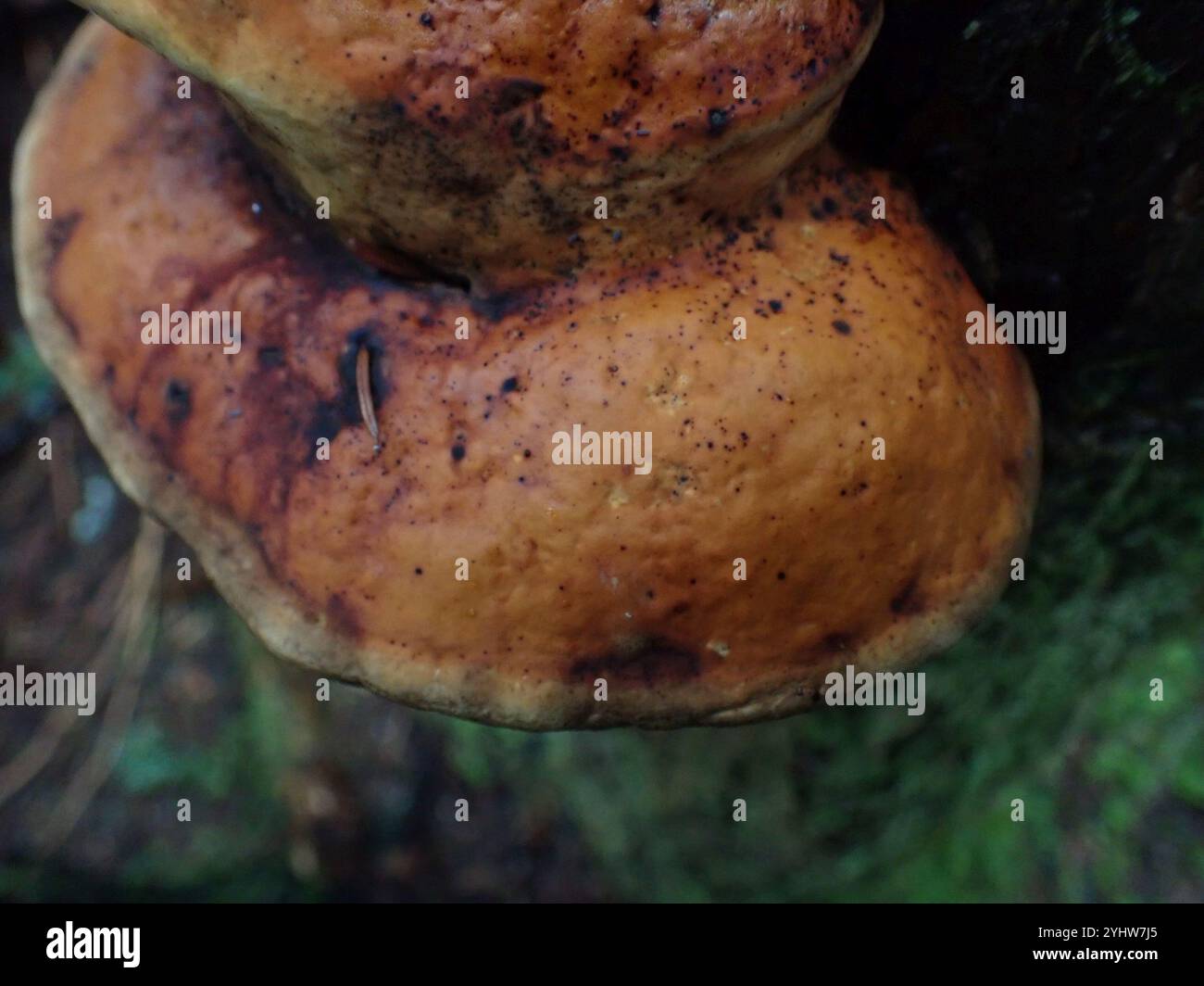 Red-banded Conks (Fomitopsis pinicola Stock Photo - Alamy