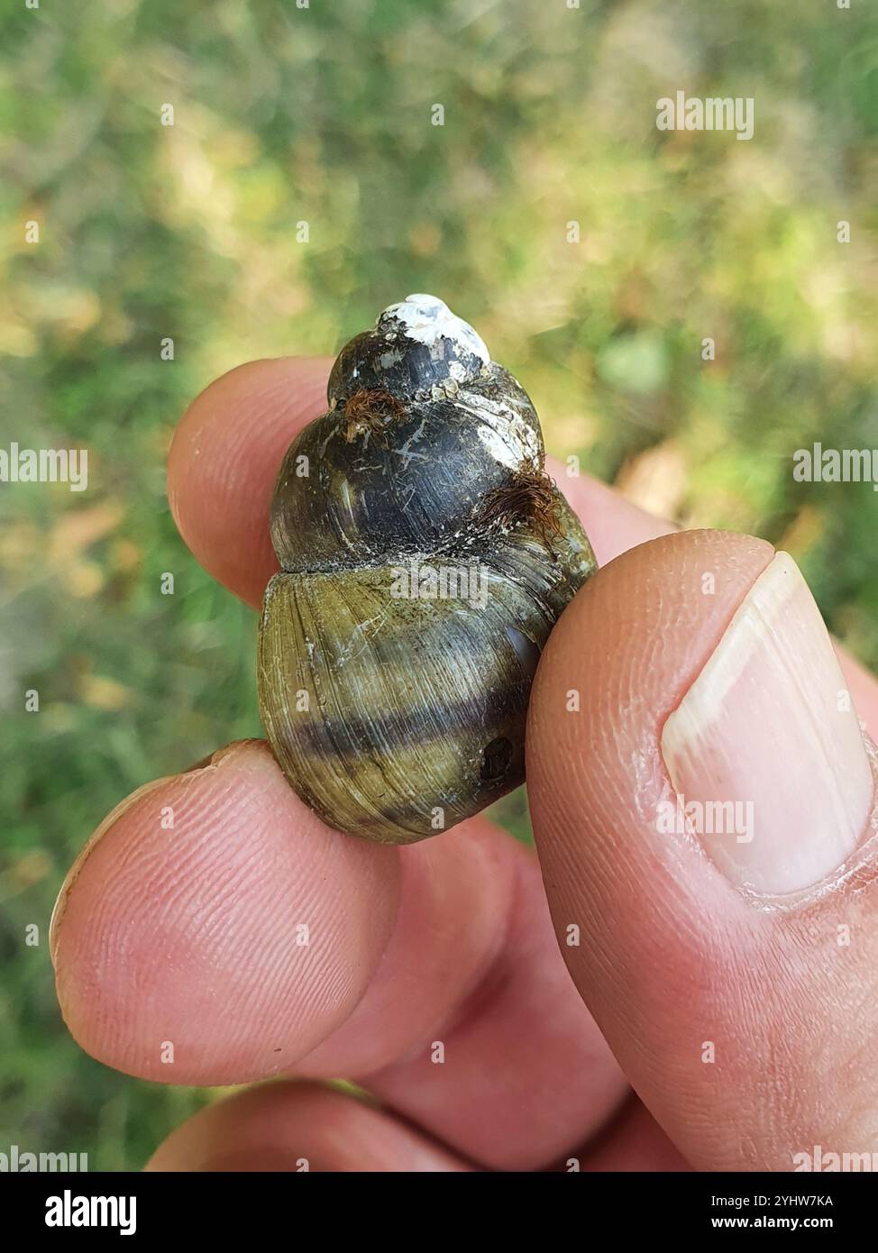 Common River-snail (Viviparus viviparus Stock Photo - Alamy