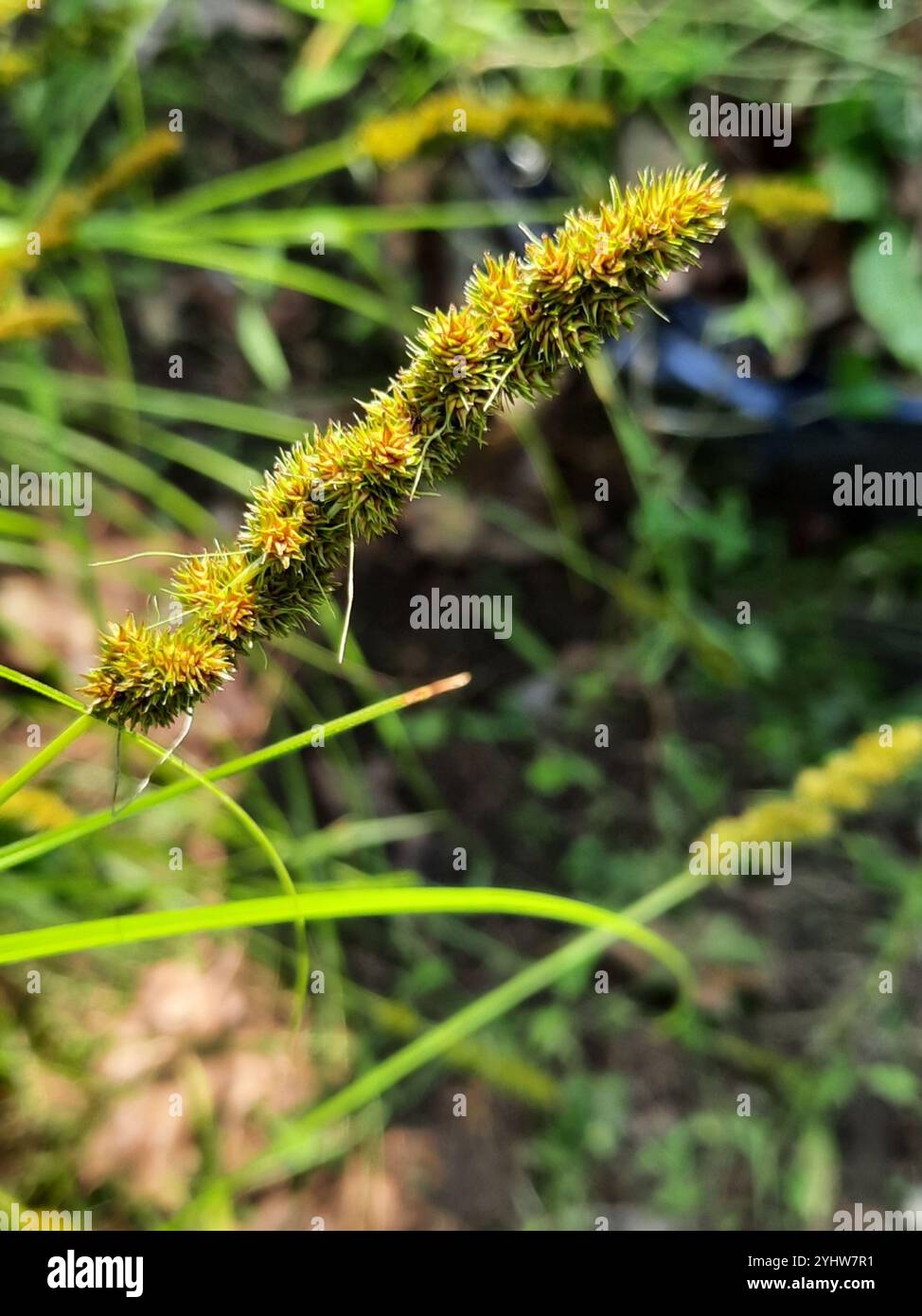 fox sedge (Carex vulpinoidea Stock Photo - Alamy