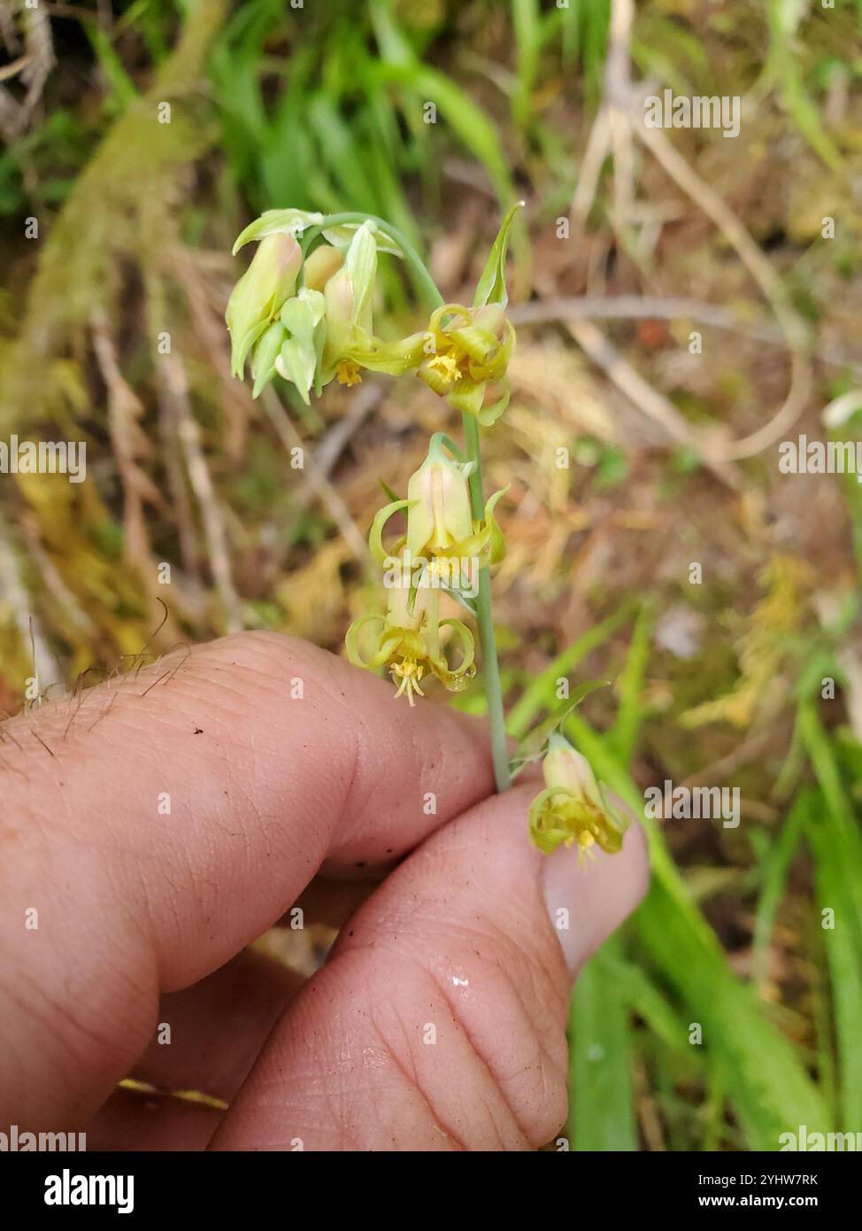 bronze-bells (Anticlea occidentalis Stock Photo - Alamy