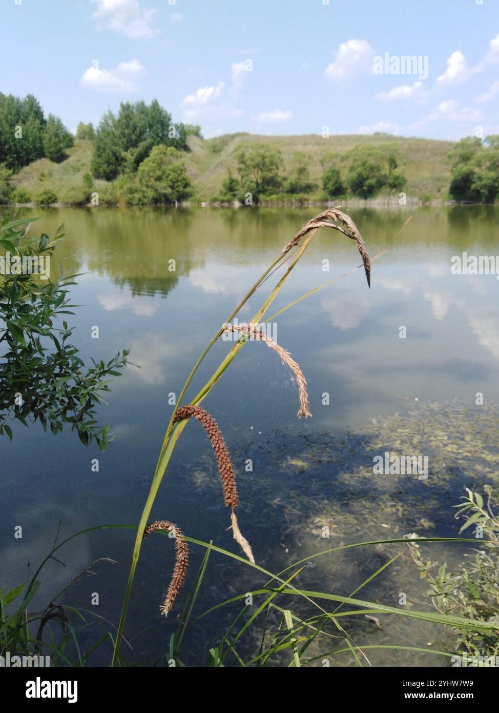 Slender tufted sedge hi-res stock photography and images - Alamy