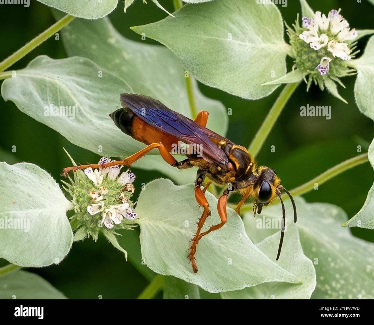 Great Golden Digger Wasp (Sphex ichneumoneus Stock Photo - Alamy