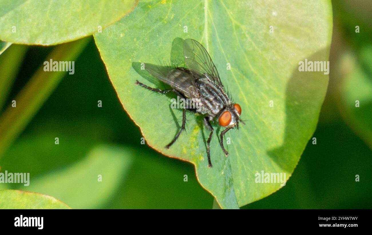 Common Flesh Flies (Sarcophaga Stock Photo - Alamy