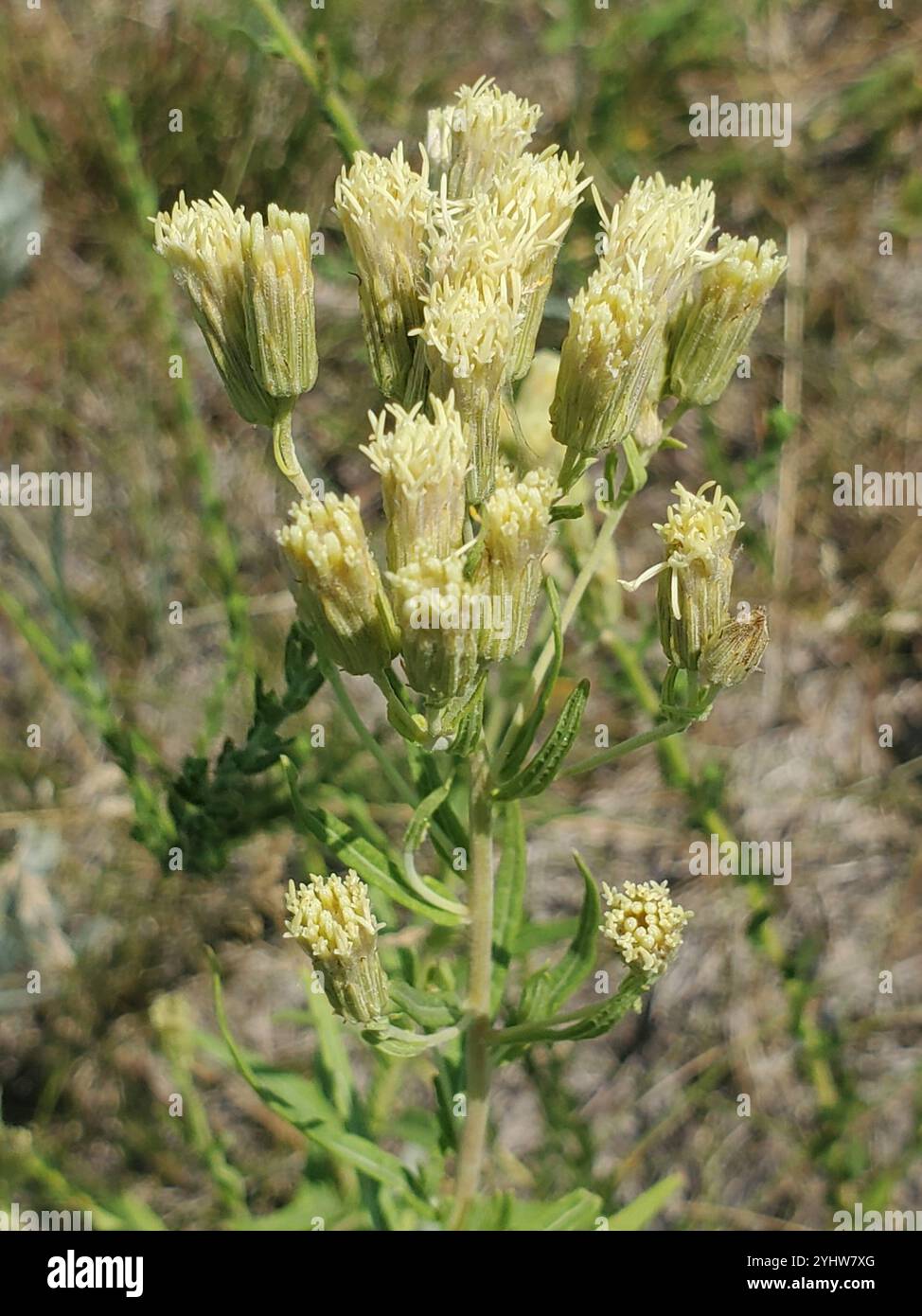 False Boneset (Brickellia eupatorioides Stock Photo - Alamy