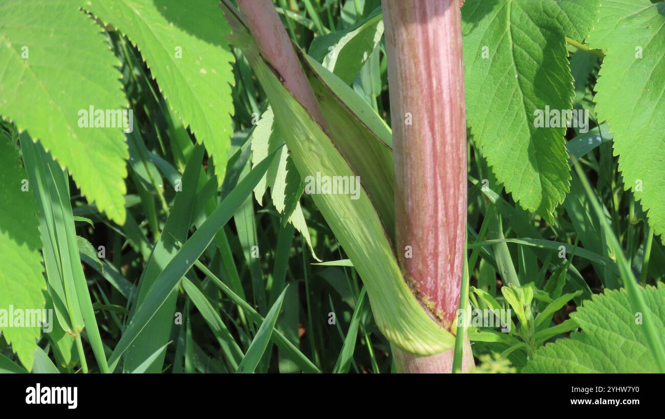 purple-stemmed angelica (Angelica atropurpurea Stock Photo - Alamy