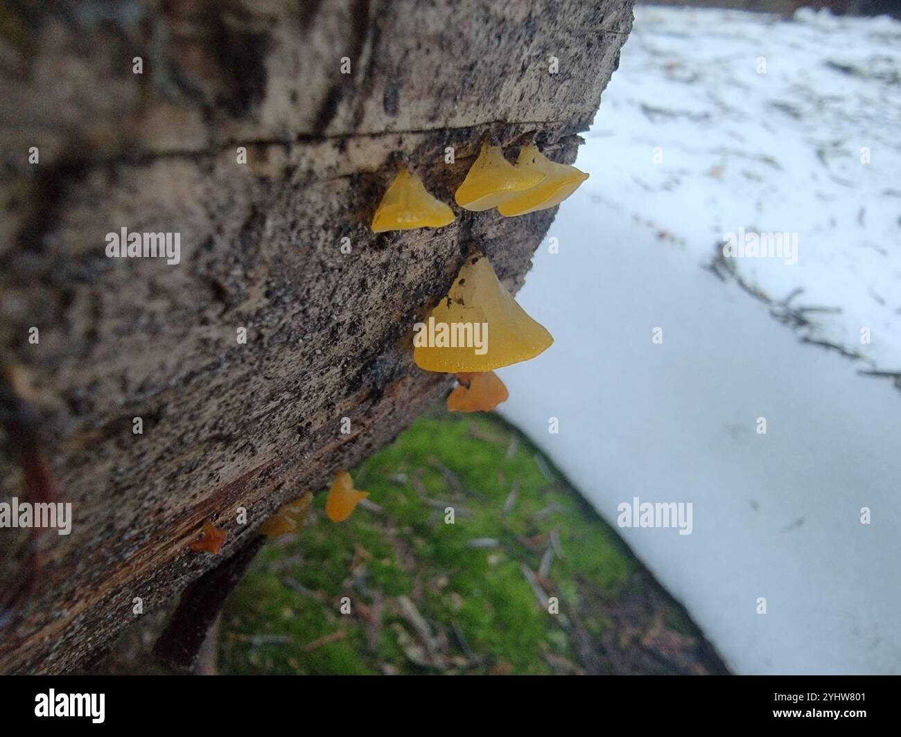 alpine jelly cone (Guepiniopsis alpina Stock Photo - Alamy
