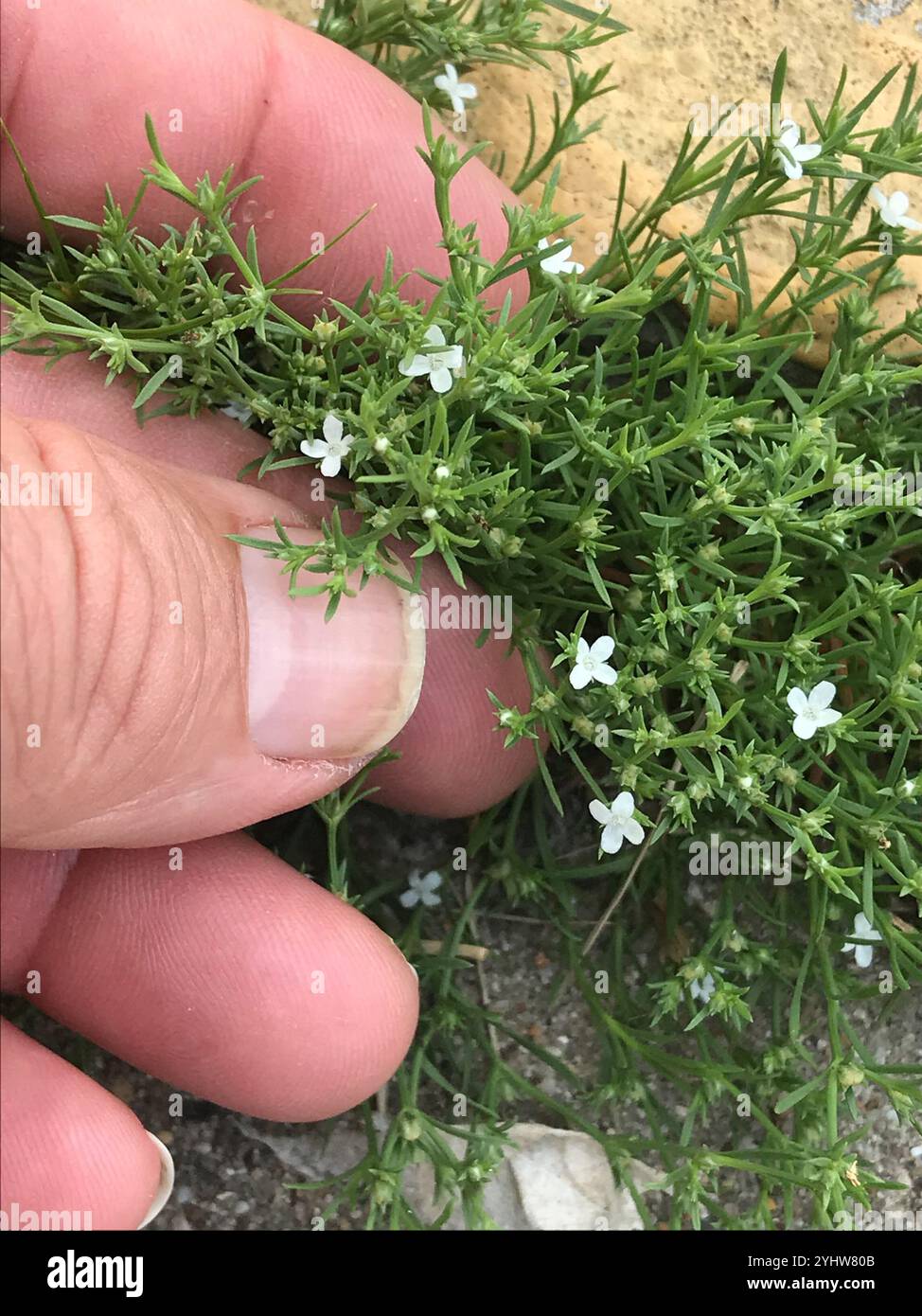 Rust Weed (Polypremum procumbens Stock Photo - Alamy