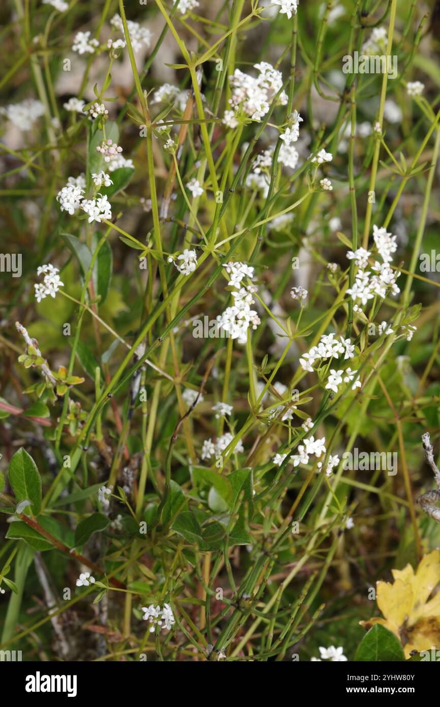 Common Marsh-bedstraw (Galium palustre Stock Photo - Alamy