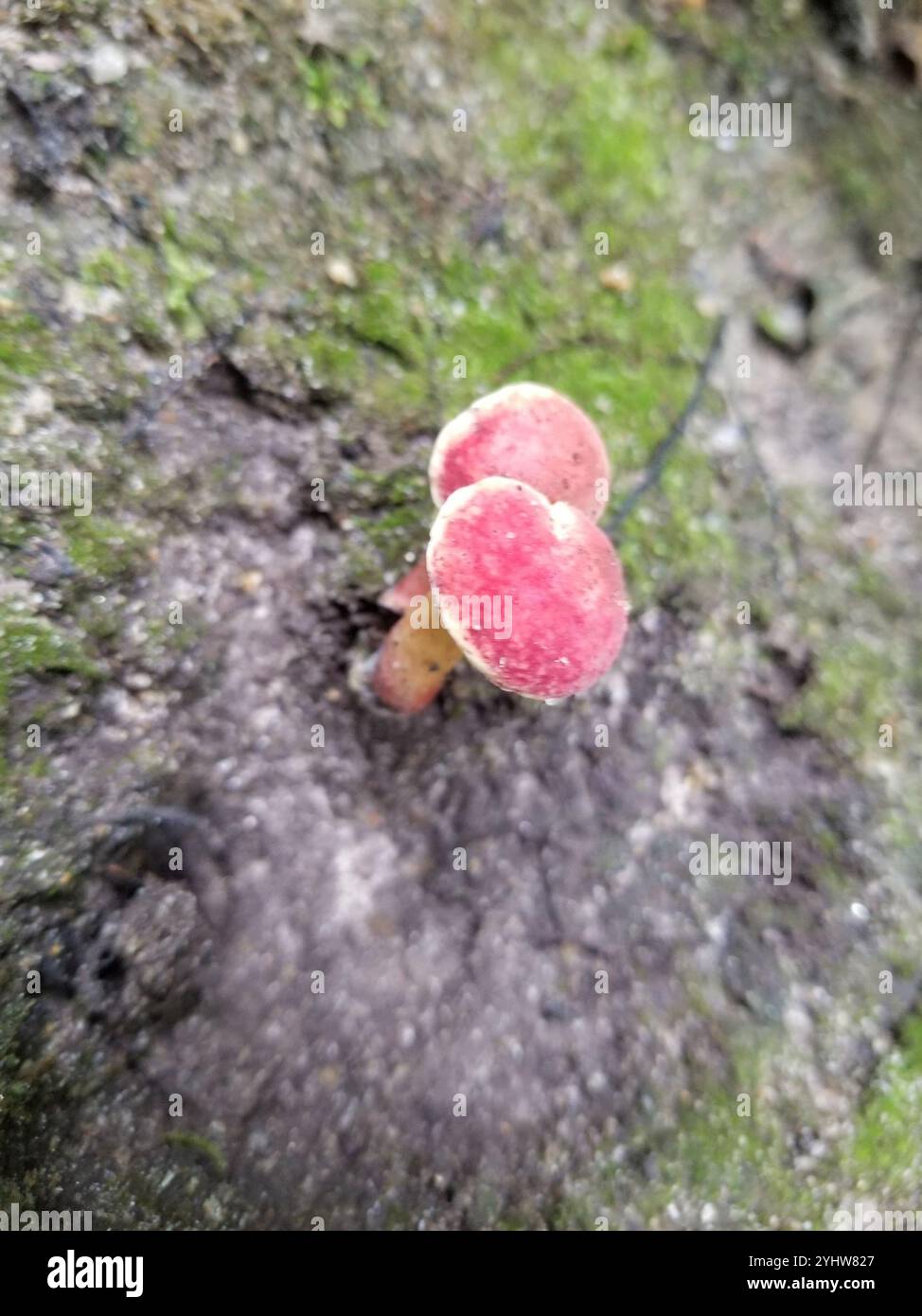 Ruby Bolete (Hortiboletus rubellus Stock Photo - Alamy