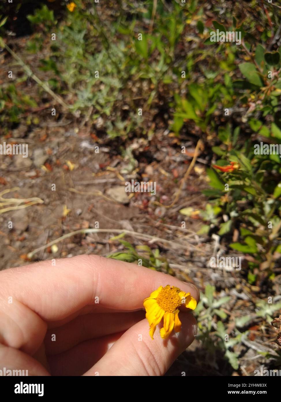 common woolly sunflower (Eriophyllum lanatum Stock Photo - Alamy
