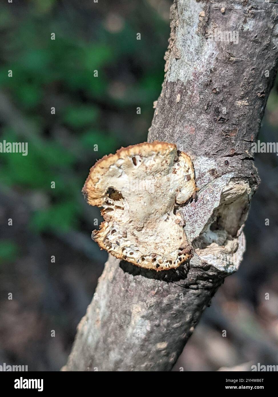 hexagonal-pored polypore (Neofavolus alveolaris Stock Photo - Alamy