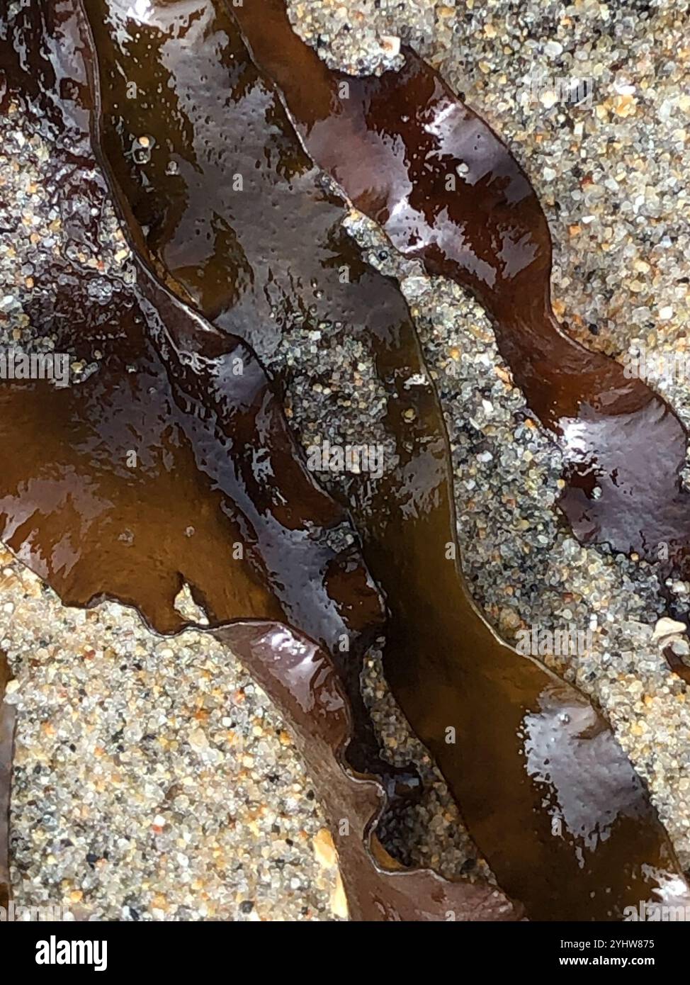 red algae (Rhodophyta Stock Photo - Alamy