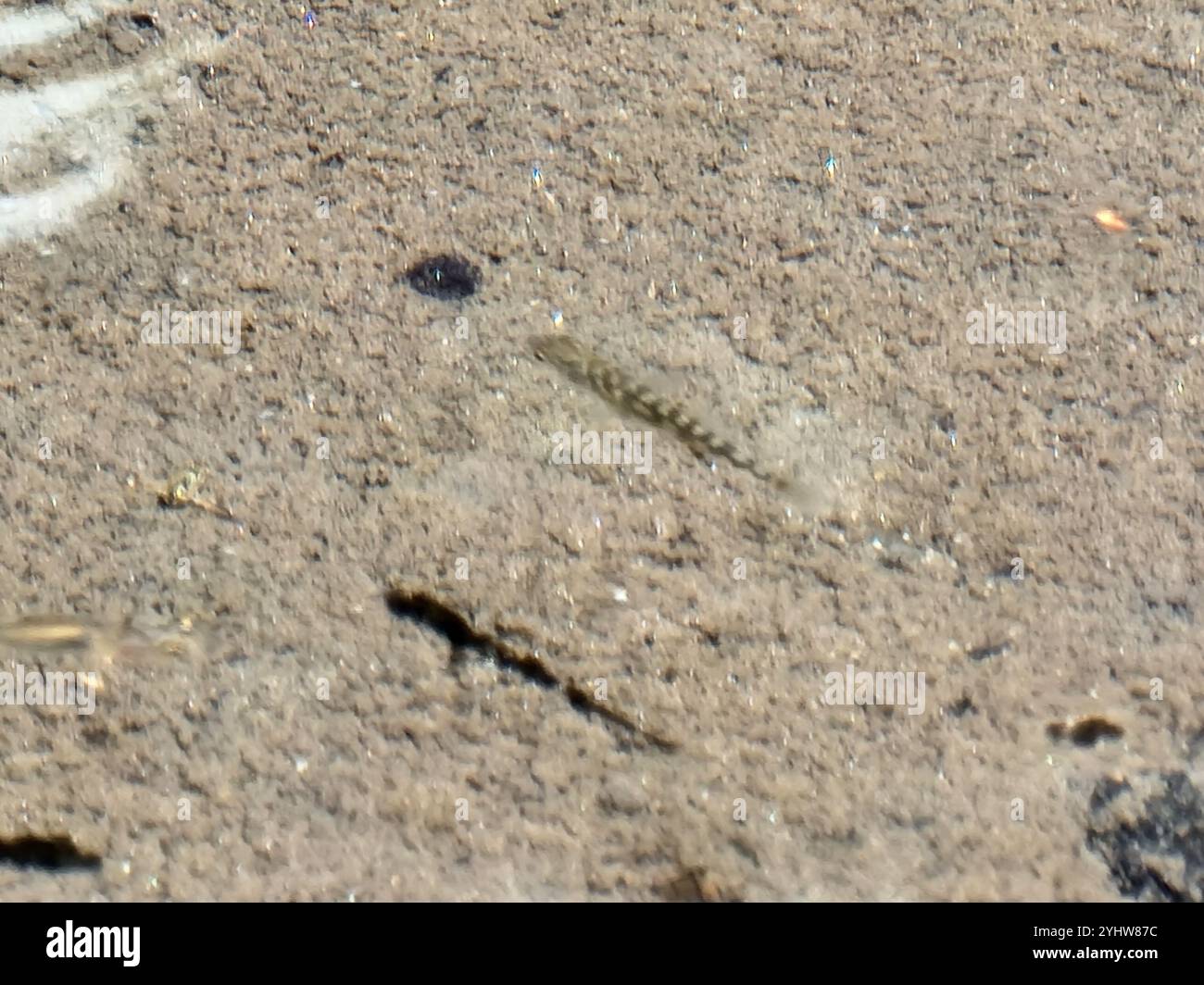 Threespine Stickleback (Gasterosteus aculeatus Stock Photo - Alamy