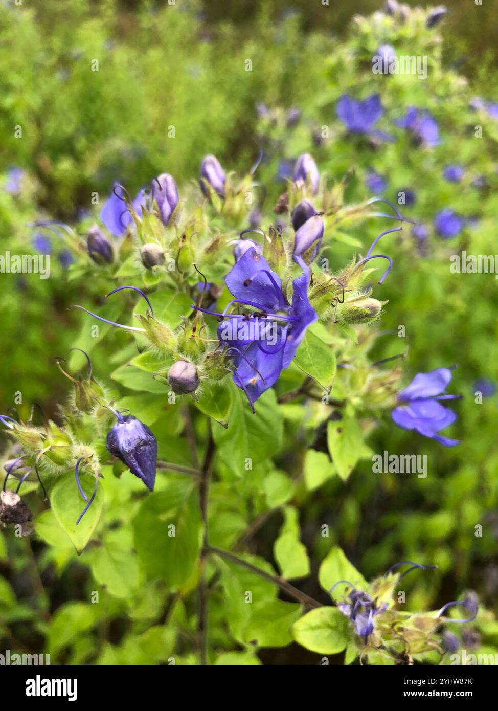 Hydrolea ovata hi-res stock photography and images - Alamy