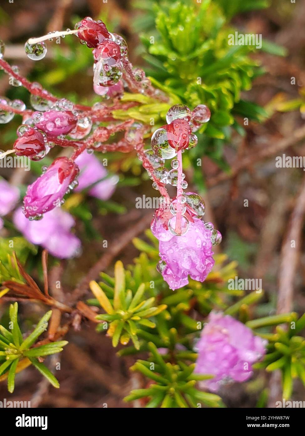 pink mountainheath (Phyllodoce empetriformis Stock Photo - Alamy