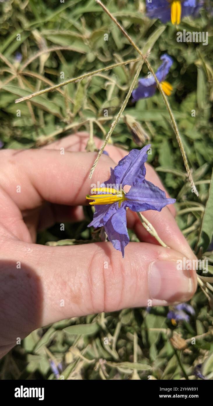 silverleaf nightshade (Solanum elaeagnifolium Stock Photo - Alamy
