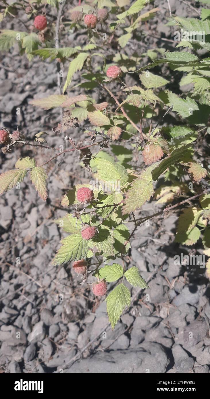 whitebark raspberry (Rubus leucodermis Stock Photo - Alamy