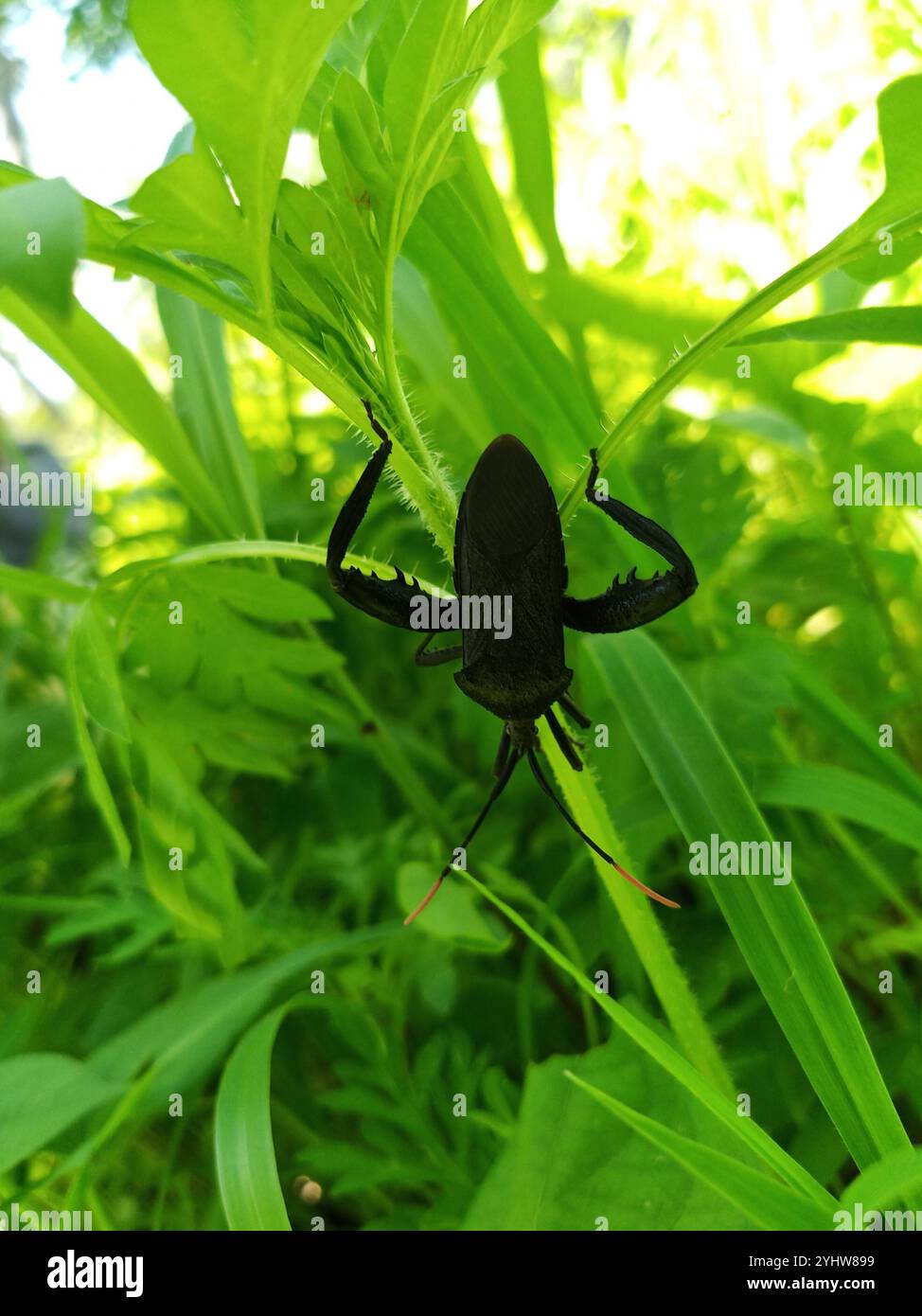 Spine-headed Bugs (Acanthocephala Stock Photo - Alamy