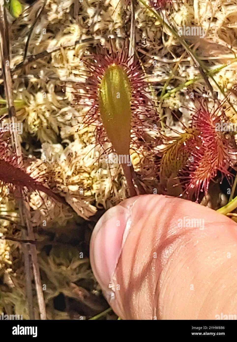 Great Sundew (Drosera anglica Stock Photo - Alamy