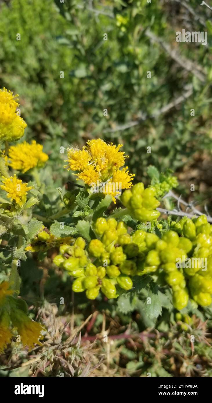 Coastal Goldenbush (Isocoma menziesii Stock Photo - Alamy