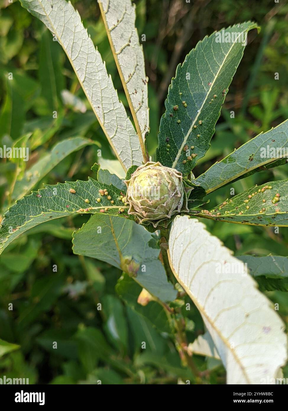 Aculus tetanothrix hi-res stock photography and images - Alamy