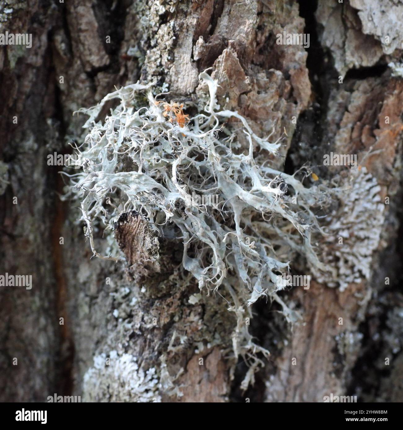 Great Ciliated Lichen (Anaptychia ciliaris Stock Photo - Alamy