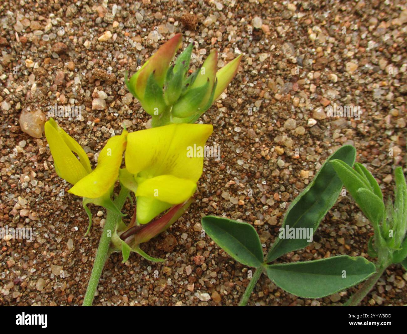 Damara Rattlepod (Crotalaria damarensis Stock Photo - Alamy