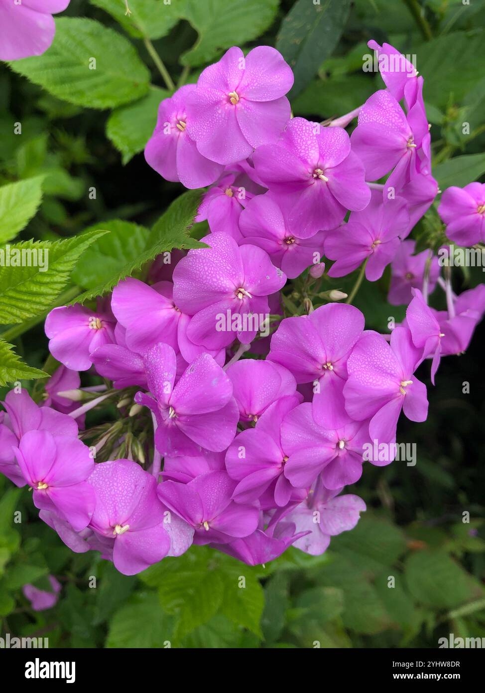 fall phlox (Phlox paniculata Stock Photo - Alamy
