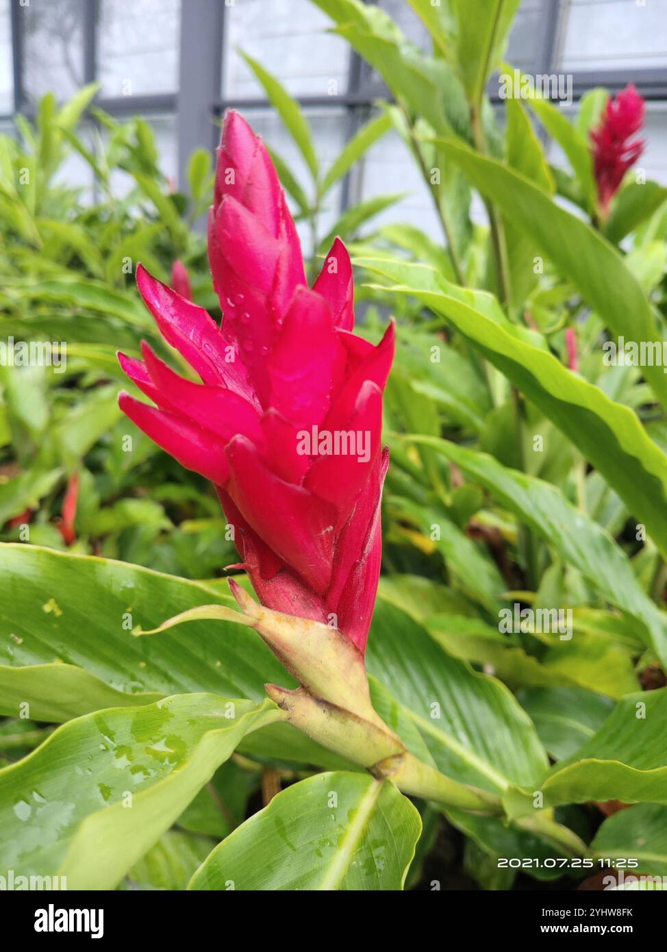 Red Ginger (Alpinia purpurata Stock Photo - Alamy