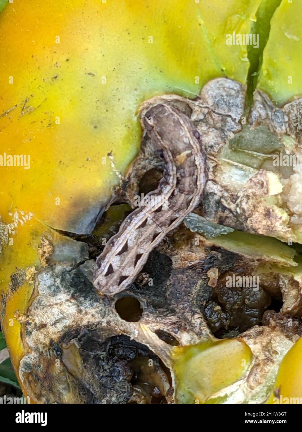 Armyworm Moths (Spodoptera Stock Photo - Alamy