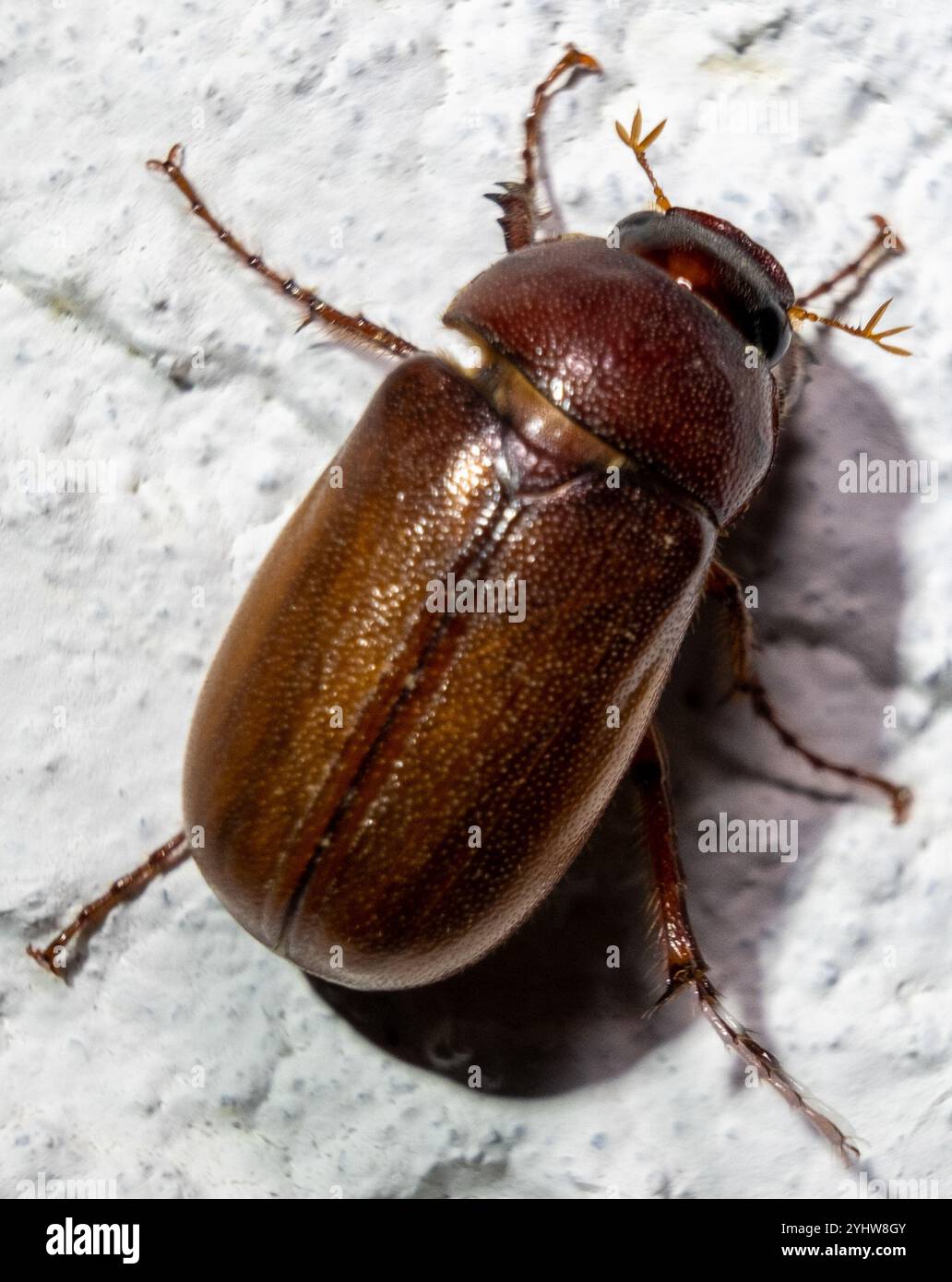 May Beetles (Phyllophaga Stock Photo - Alamy