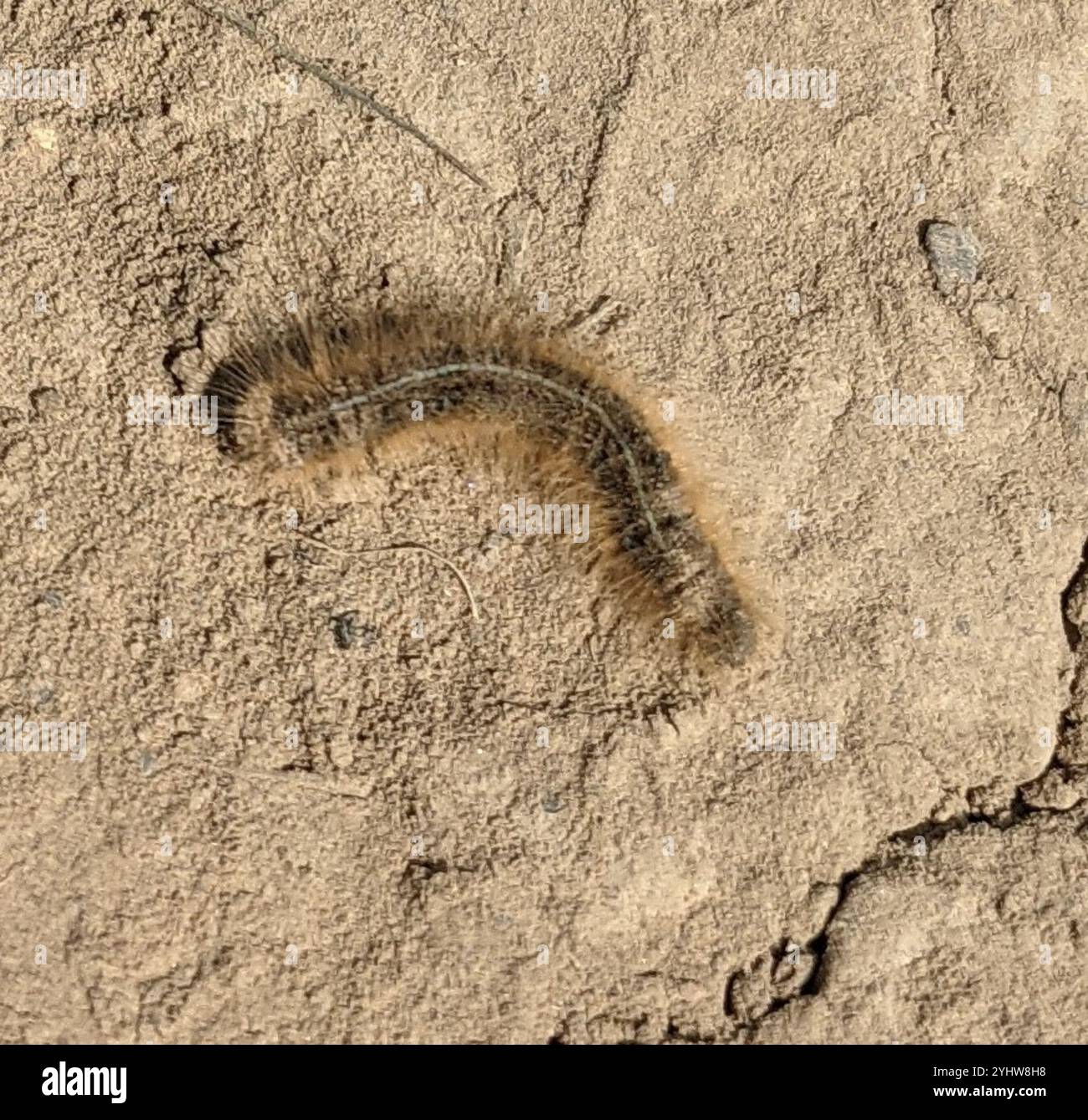 Lappet Moths (Lasiocampidae Stock Photo - Alamy