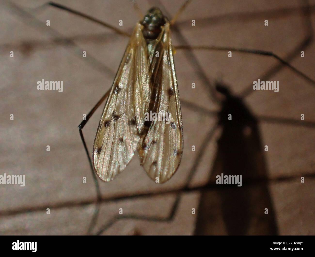 Crane Flies (Tipulomorpha Stock Photo - Alamy