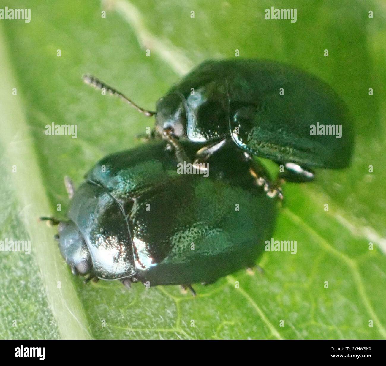 Willow Leaf Beetle (Plagiodera versicolora Stock Photo - Alamy