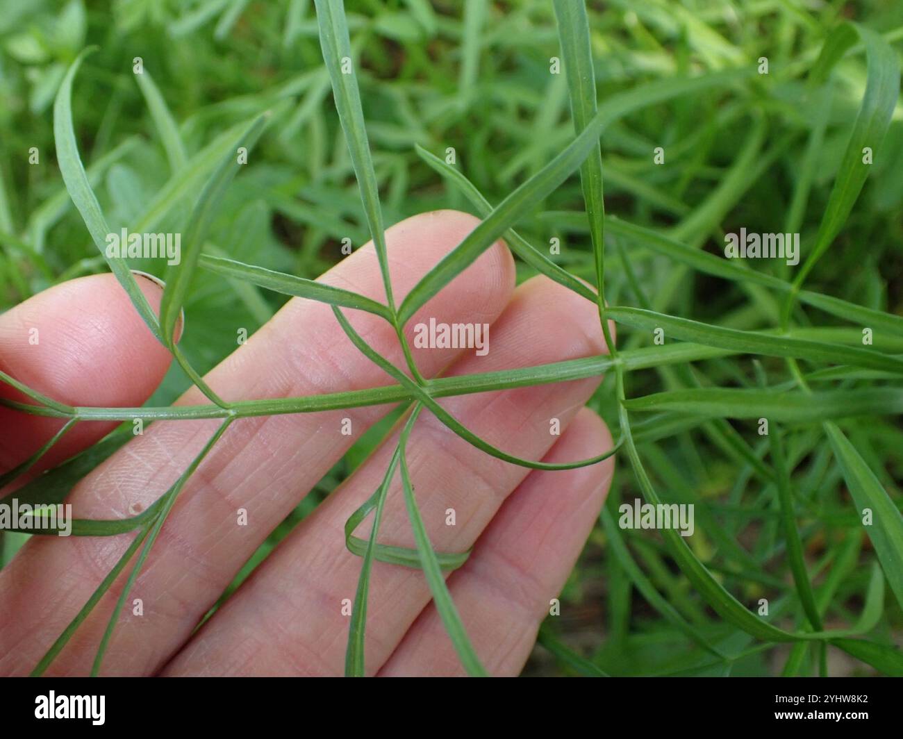 Perideridia hi-res stock photography and images - Alamy