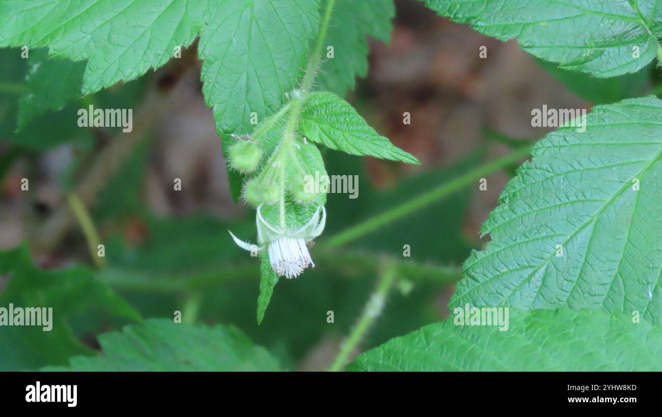 red raspberry (Rubus idaeus Stock Photo - Alamy