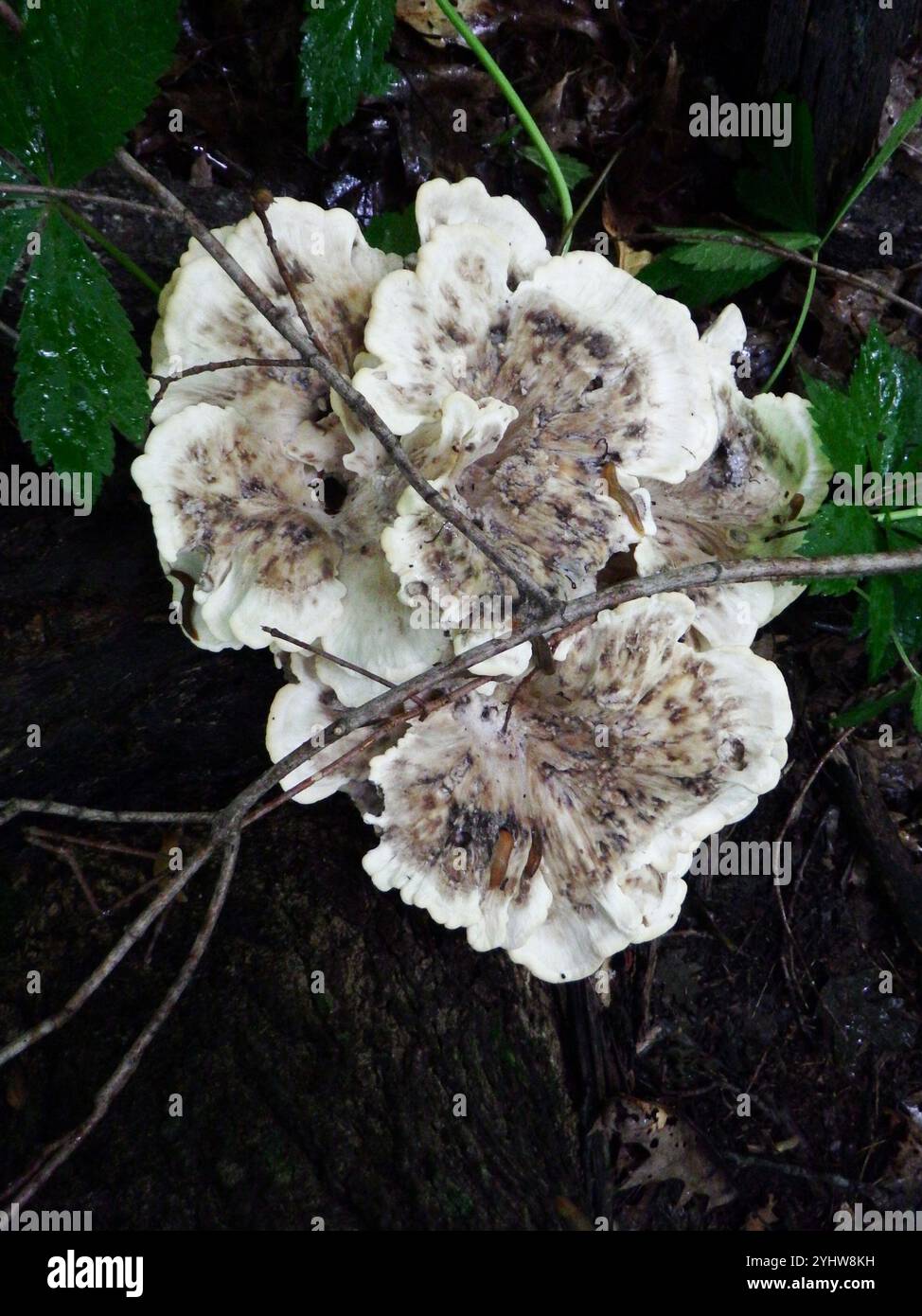 Black-staining Polypore (Meripilus sumstinei Stock Photo - Alamy