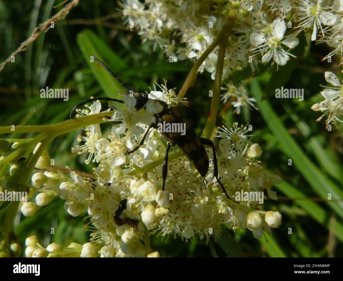 four-banded longhorn beetle (Leptura quadrifasciata Stock Photo - Alamy