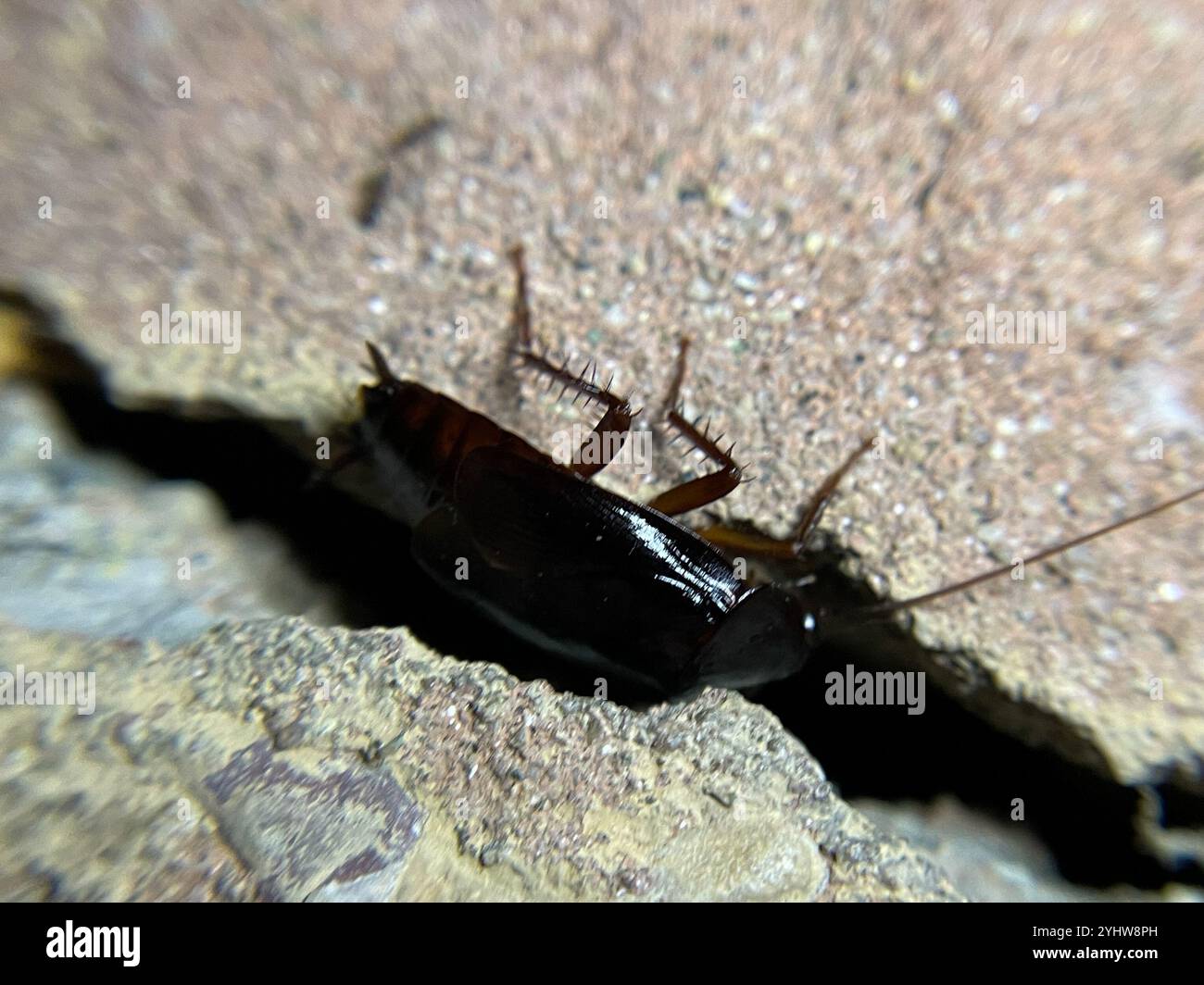 Oriental Cockroach (Blatta orientalis Stock Photo - Alamy