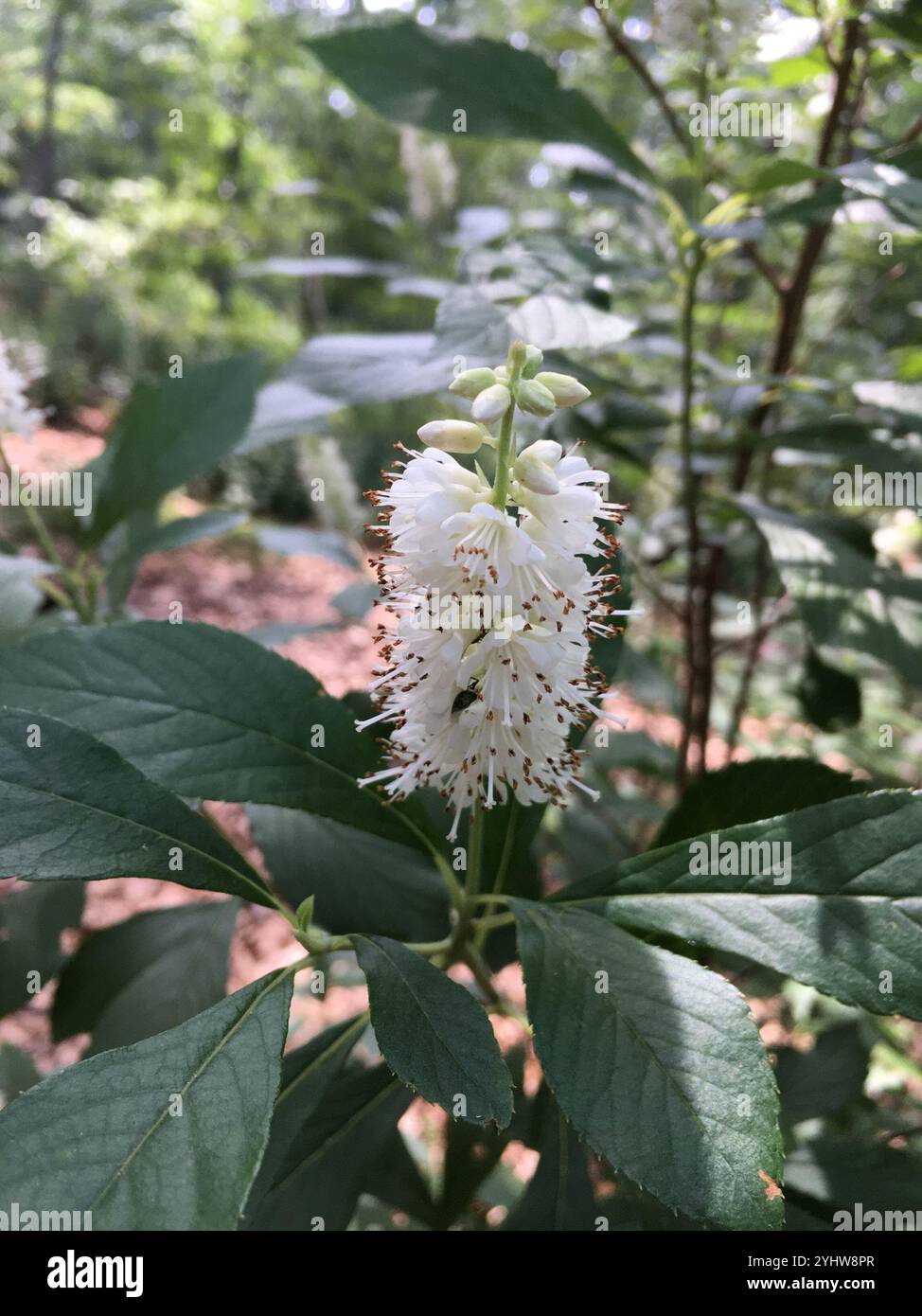 Sweet Pepperbush (Clethra alnifolia Stock Photo - Alamy