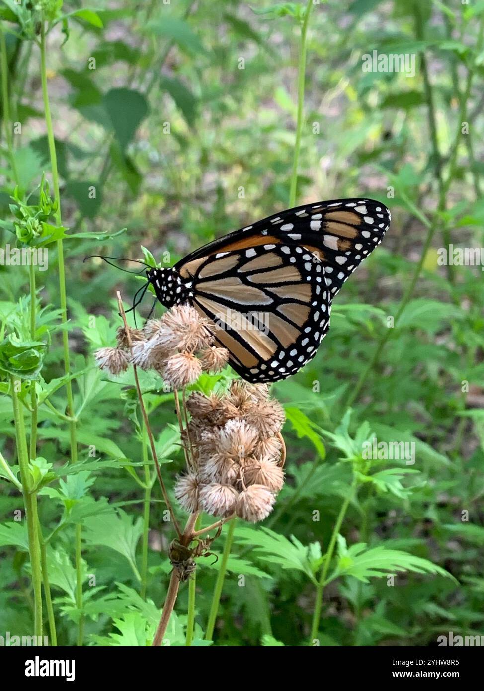 Monarch (Danaus plexippus Stock Photo - Alamy