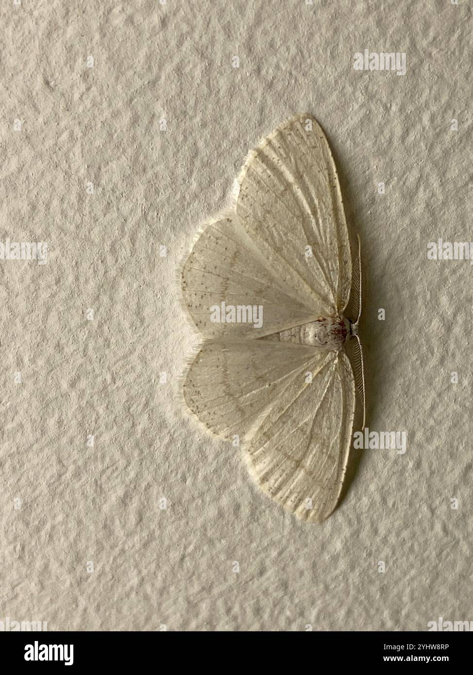 Common White Wave (Cabera pusaria Stock Photo - Alamy