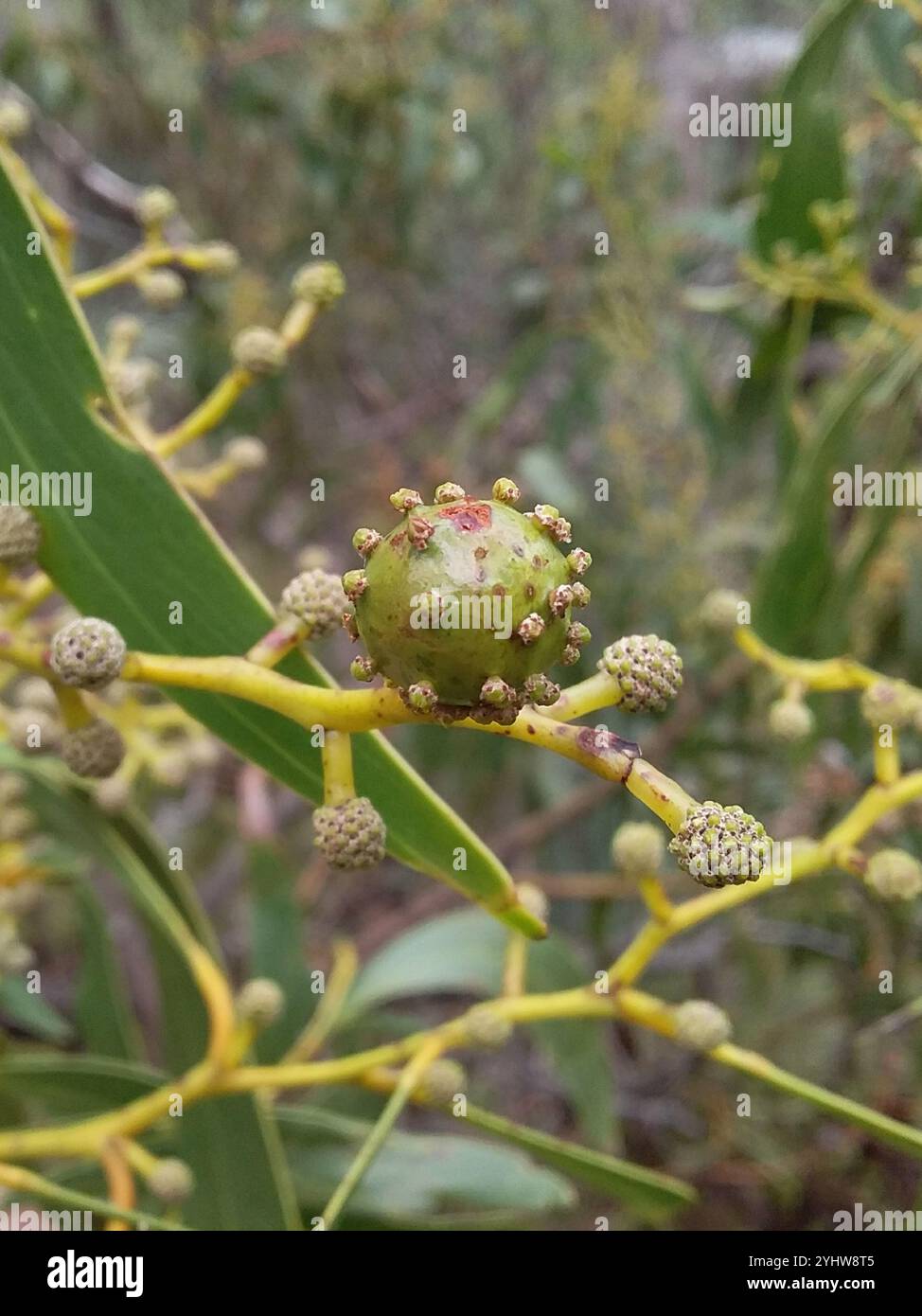 Golden Wattle Gall Wasp (Trichilogaster signiventris Stock Photo - Alamy