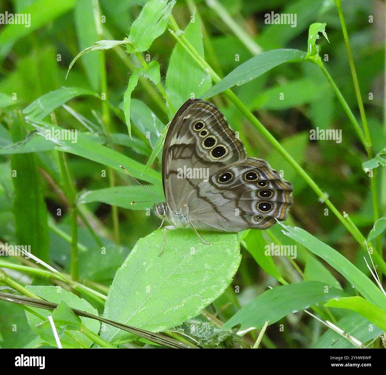 Lethe anthedon hi-res stock photography and images - Alamy