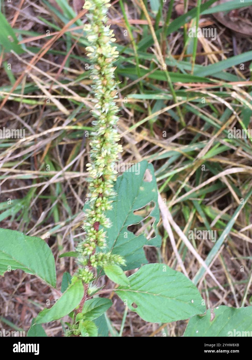 spiny amaranth (Amaranthus spinosus Stock Photo - Alamy