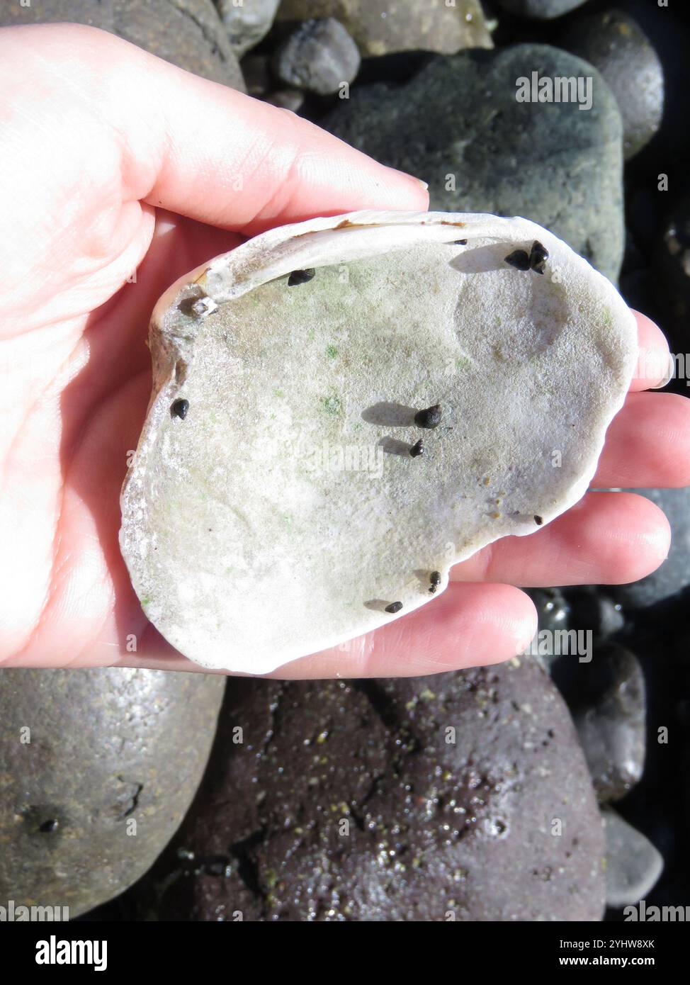 Butter Clam (Saxidomus gigantea Stock Photo - Alamy