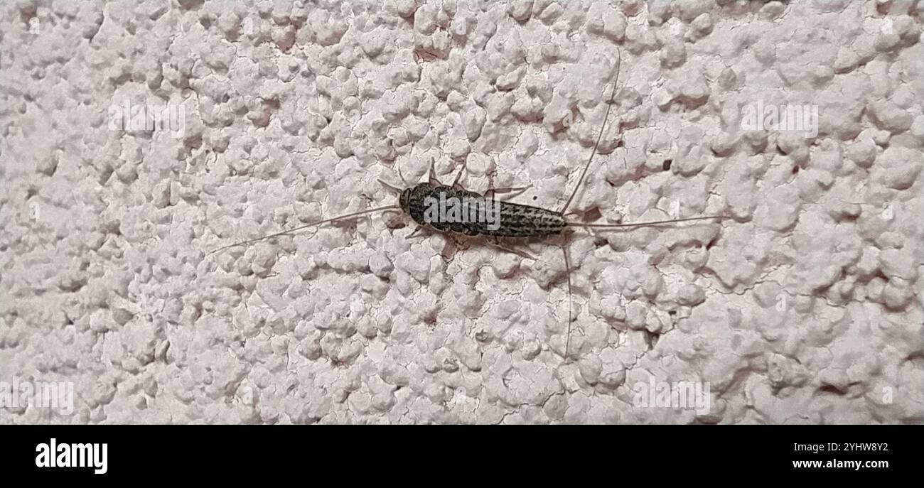 Ctenolepisma lineatum hi-res stock photography and images - Alamy