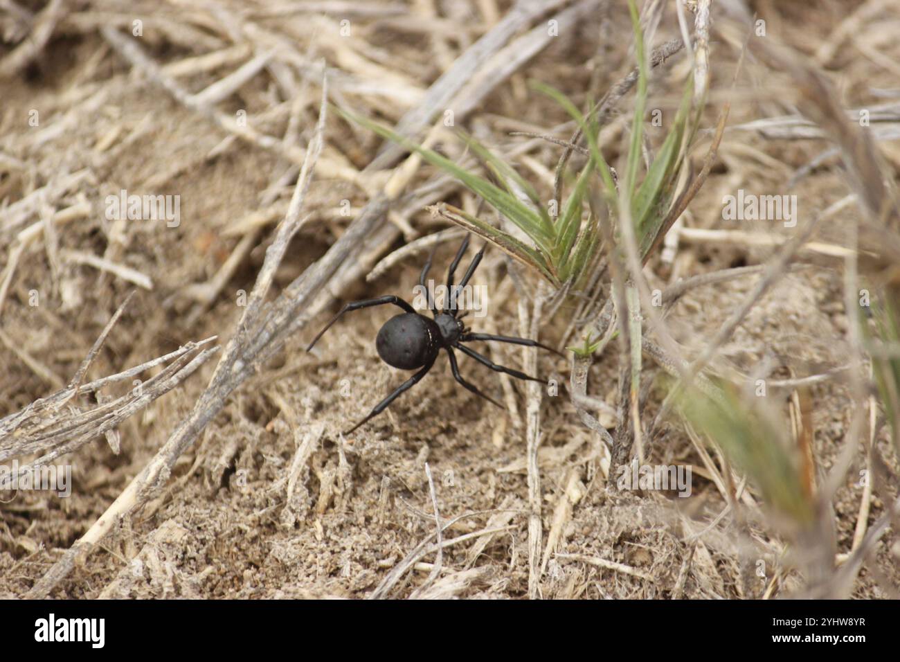 Widow Spiders (Latrodectus Stock Photo - Alamy