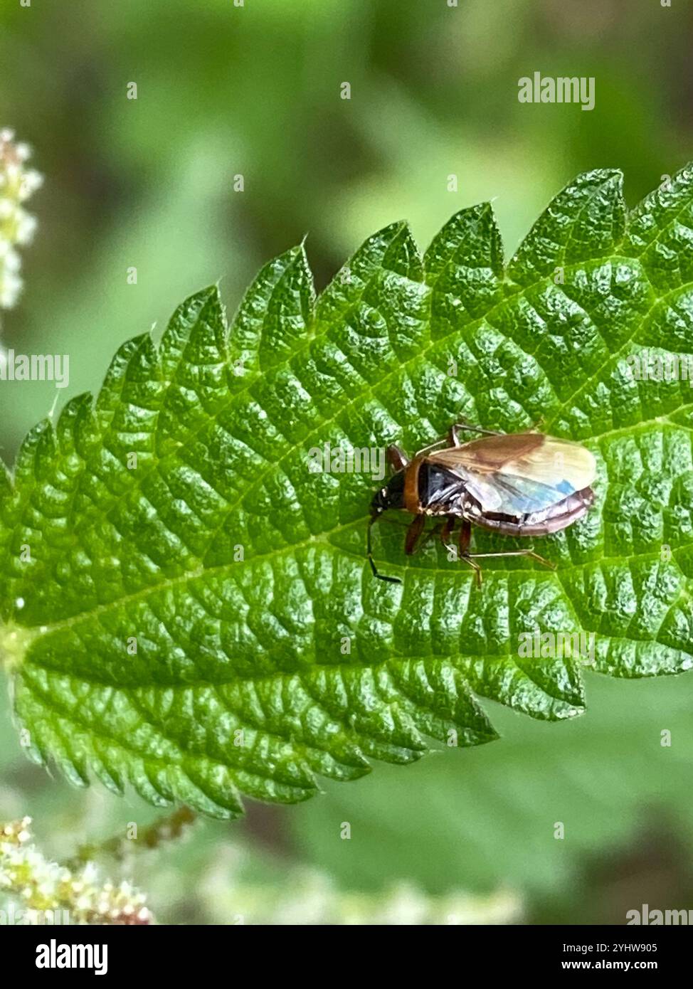 Spruce Cone Bug (Gastrodes abietum Stock Photo - Alamy